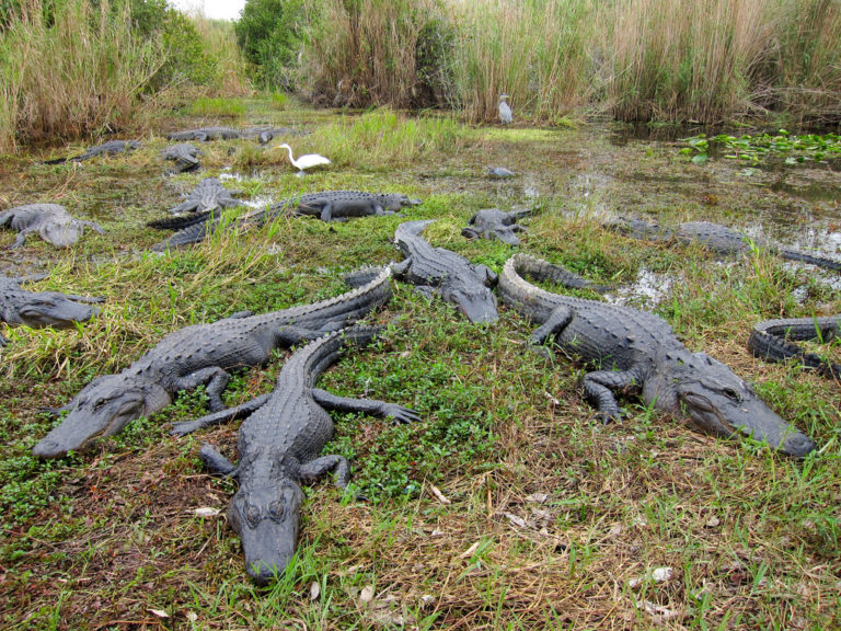 Florida has about 1.3 million alligators in all 67 counties