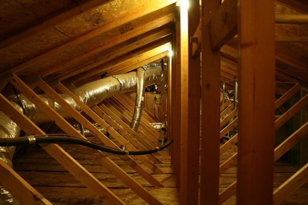 Florida Man discovers a boa constrictor living in his attic for over ...