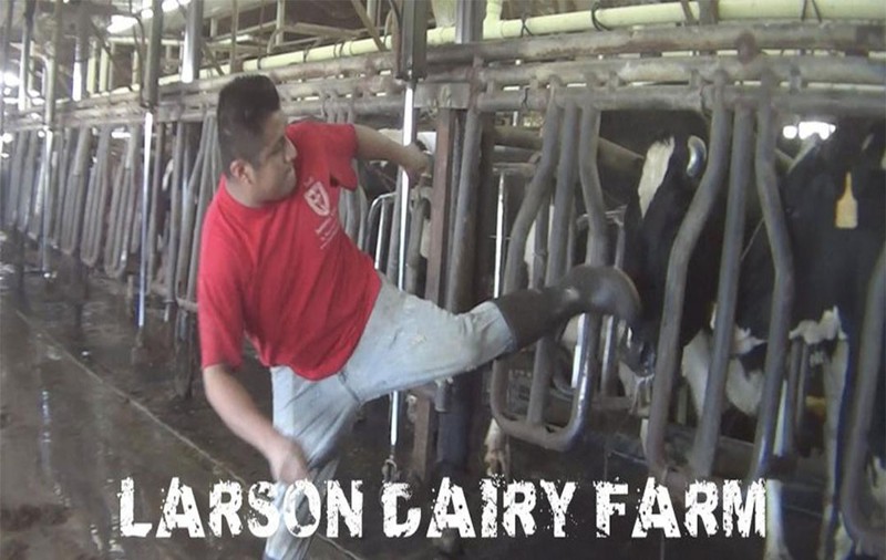 Larson Dairy Farm Workers Caught Torturing and Stabbing Cows