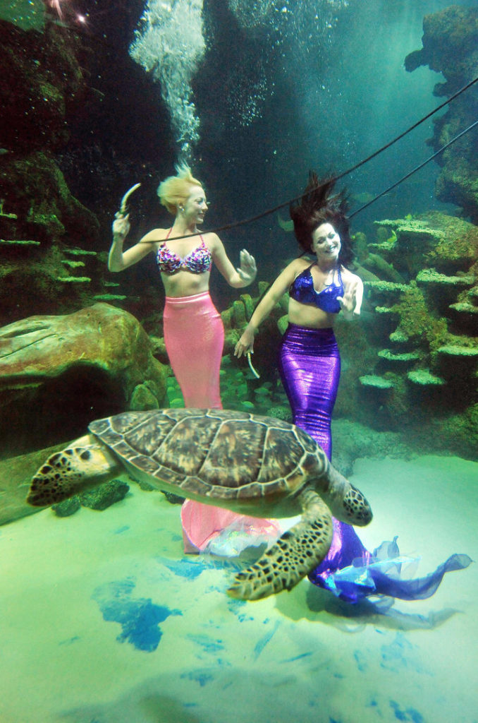 Weeki Wachee Springs State Park Hiring Mermaids