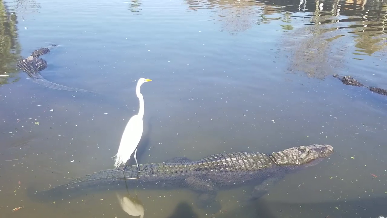 Egret Cruises on Gator