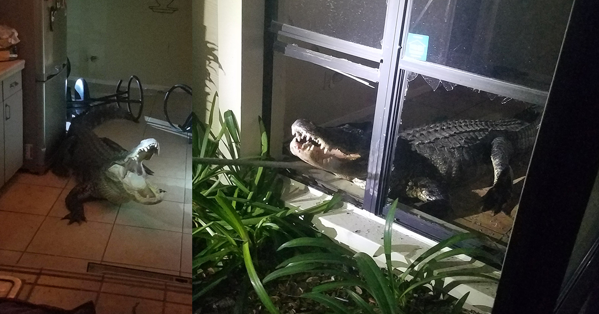 Gator Captured After Burglarizing Home